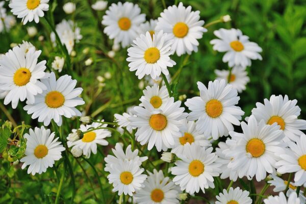 The 35 Best Cut Flowers to Feed Your Floral Arranging Habit All Summer ...