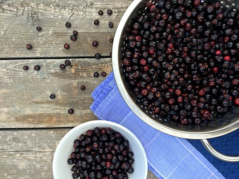 Must Try Saskatoon Berry Recipes | Shifting Roots