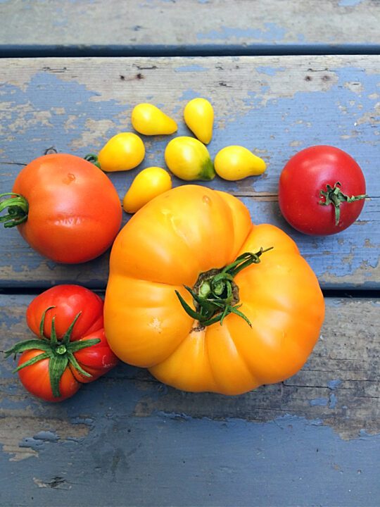 How to Pick the Best Tomato Varieties for Your Garden | Shifting Roots
