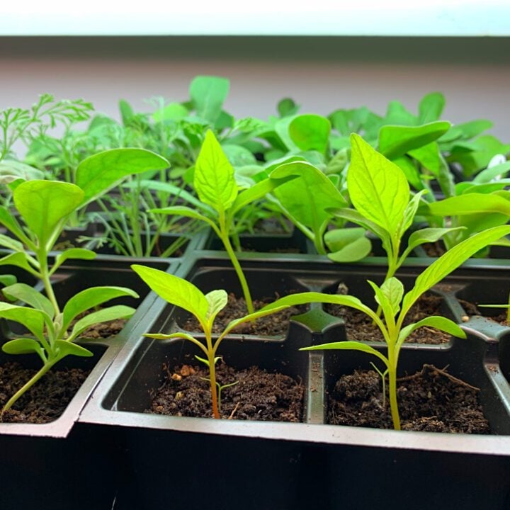 How to Fertilize Your Seedlings for Healthier Plants | Shifting Roots
