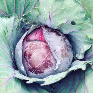 How to Build Row Covers (and Protect Your Cruciferous Vegetables ...
