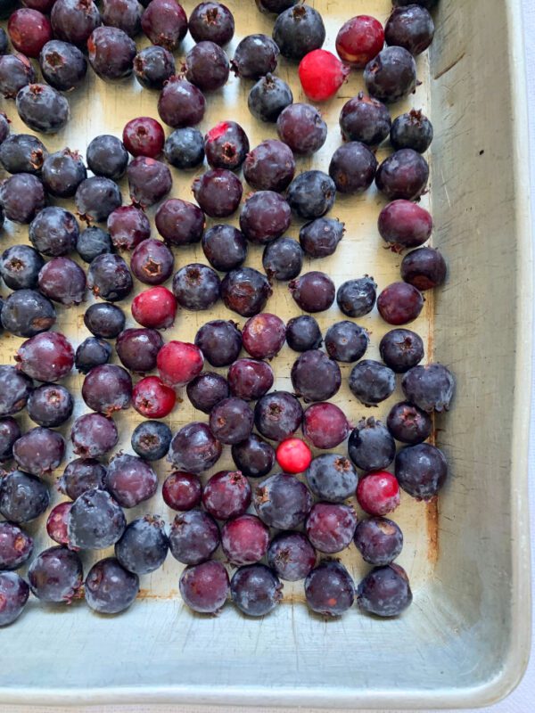 How to Freeze Saskatoon Berries | Shifting Roots