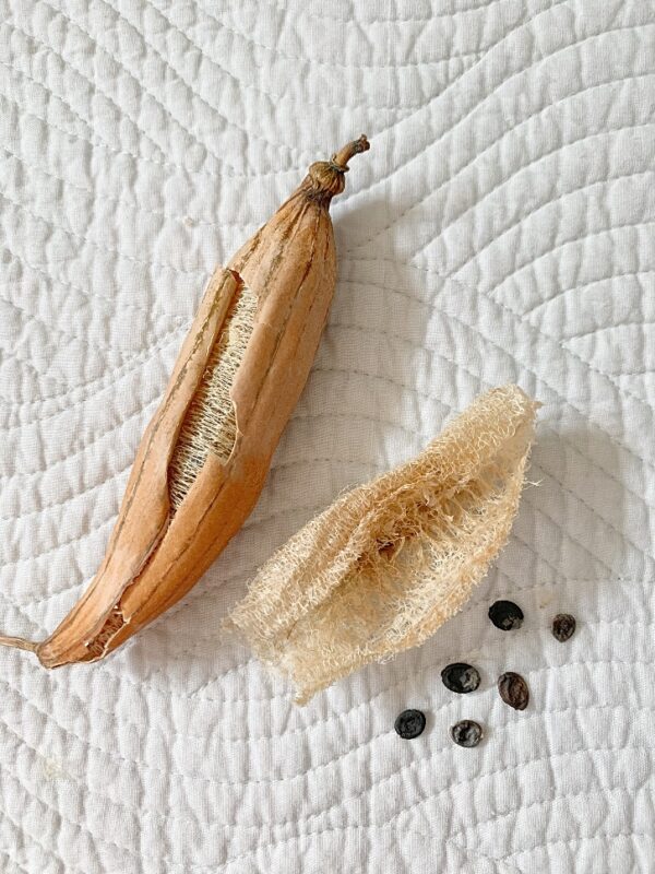 How to Grow Luffa Sponges in Cold Climates (Even in Zone 3) | Shifting ...