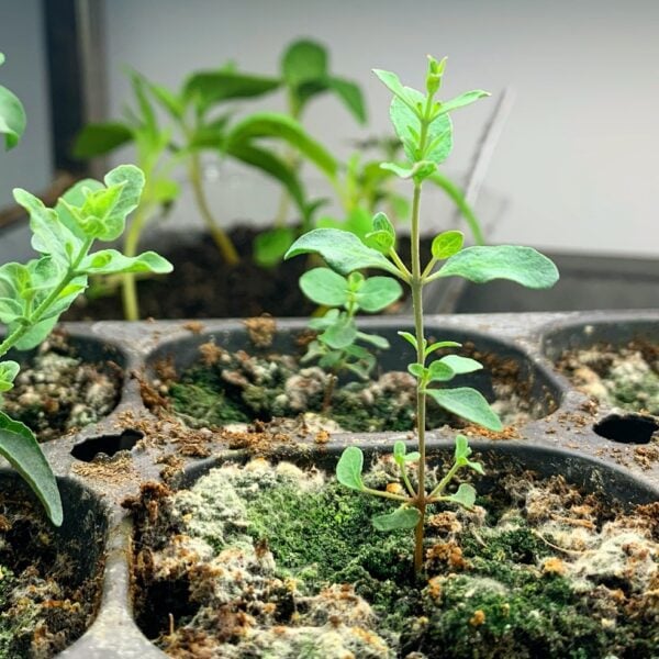 How to Fertilize Your Seedlings for Healthier Plants | Shifting Roots
