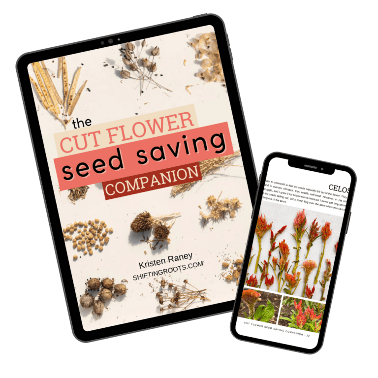 Sunflower Steve Review | Shifting Roots