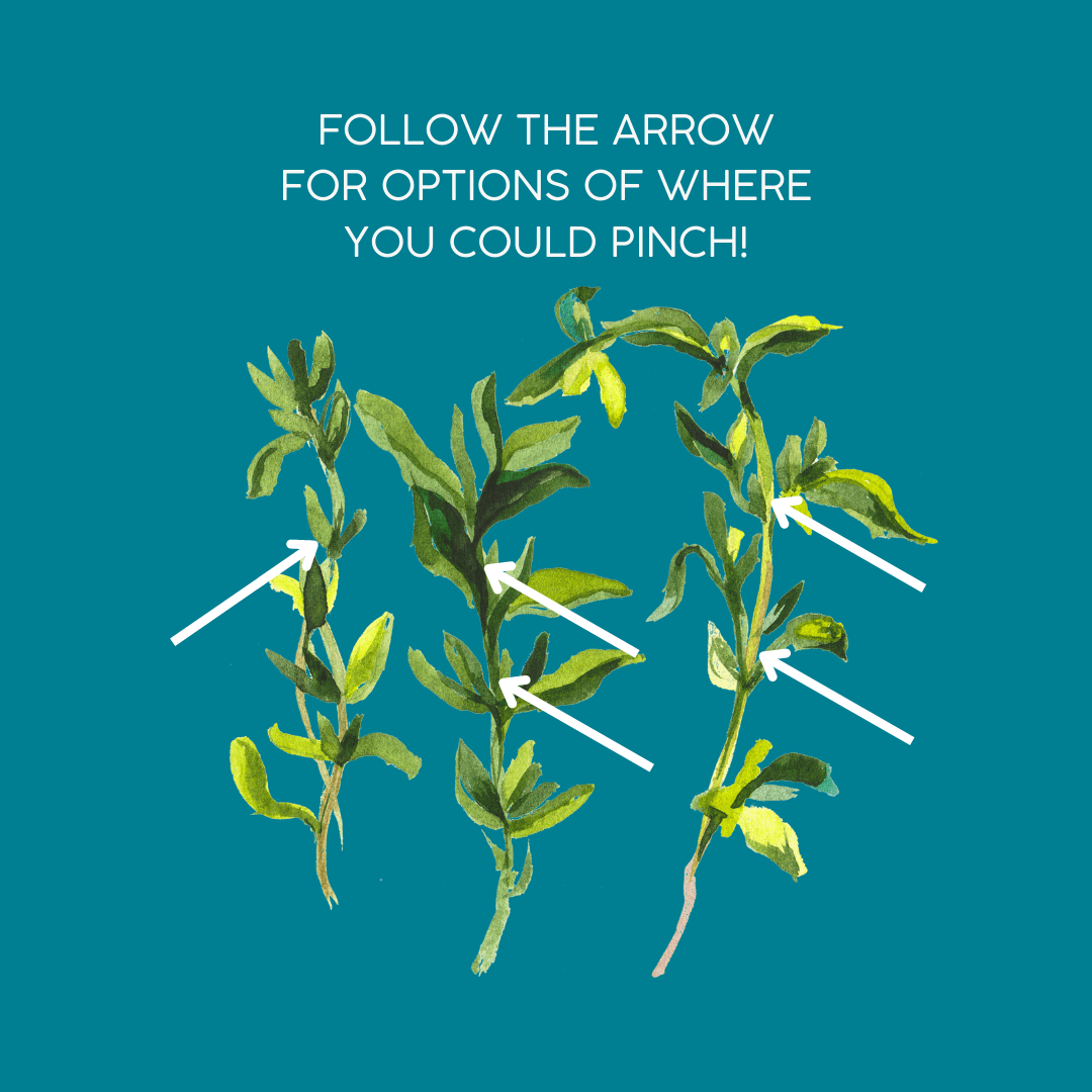 How to Pinch Cut Flowers for an Explosion of Blooms | Shifting Roots