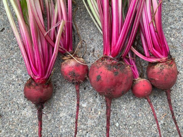 30 Fruits, Vegetables, and Herbs You Can Grow in Part Shade | Shifting ...