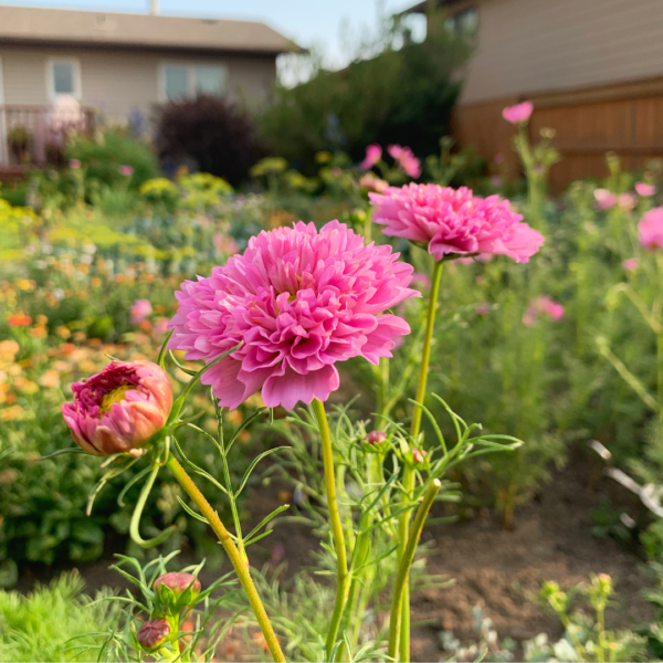 10 Best Cut and Come Again Flowers | Shifting Roots