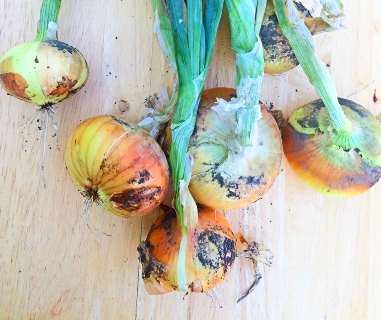 How to Harvest and Preserve Onions | Shifting Roots