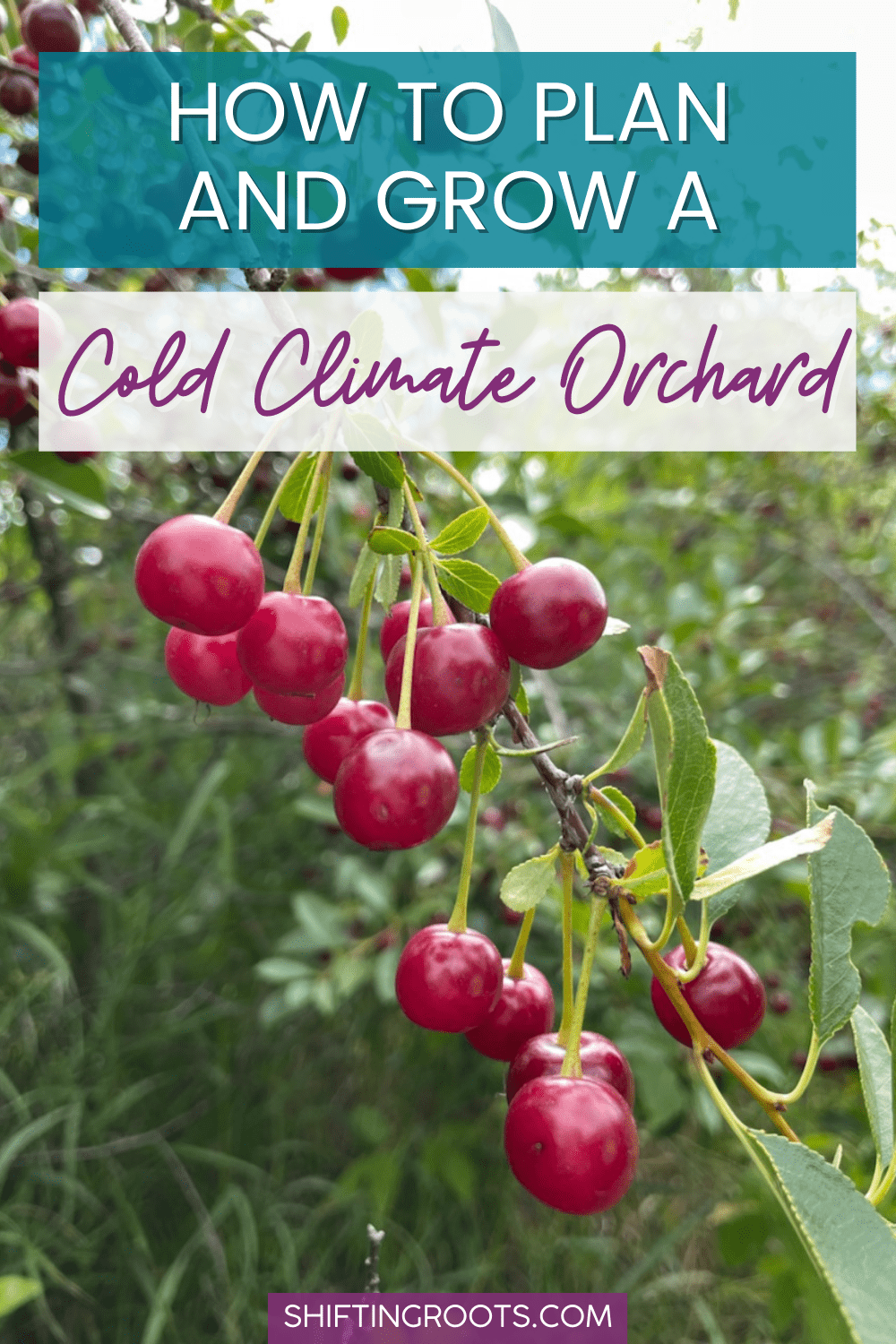 How to Start a Cold Hardy Orchard | Shifting Roots