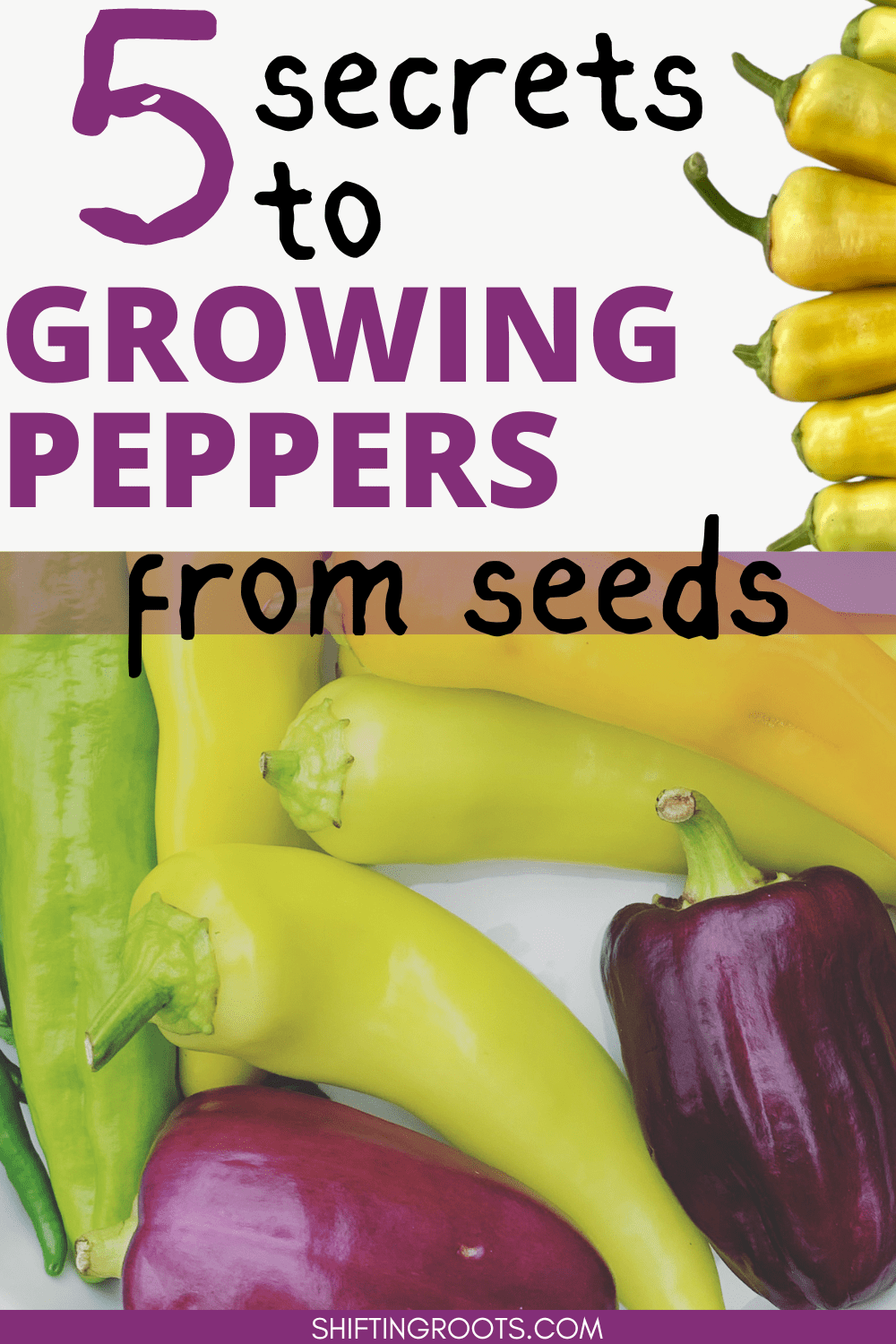 5 Secrets to Growing Better Peppers from Seed | Shifting Roots