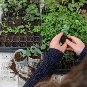 Start Here | Shifting Roots