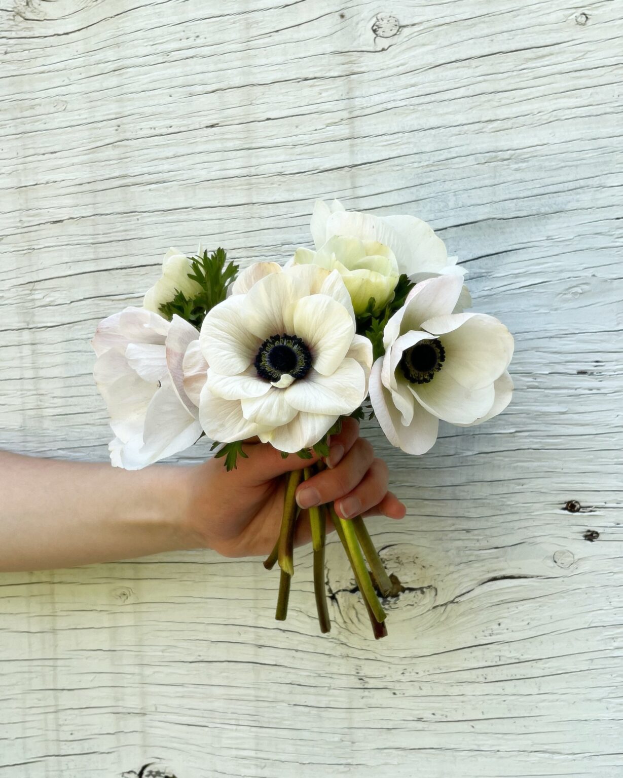 How to Soak and Pre-Sprout Anemones (and Ranunculus!) | Shifting Roots