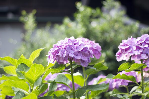 21 Cut Flowers to Grow in Part Shade | Shifting Roots