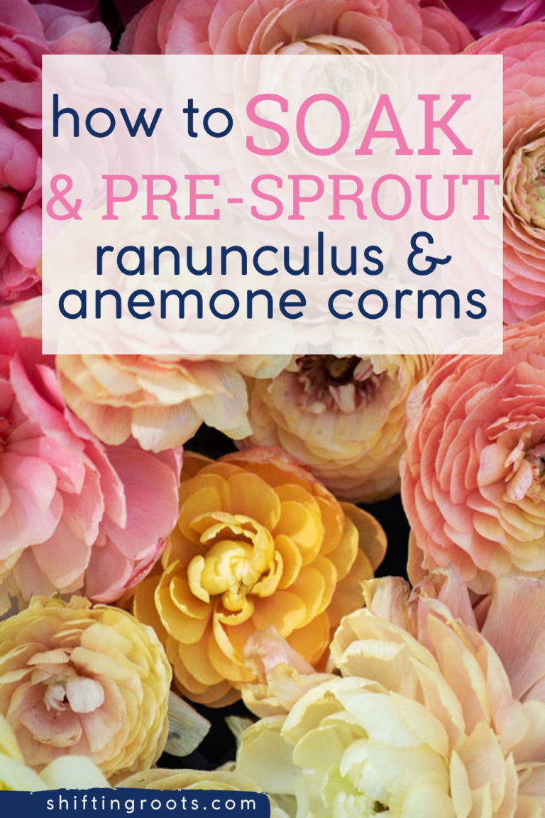How to Soak and Pre-Sprout Anemones (and Ranunculus!) | Shifting Roots