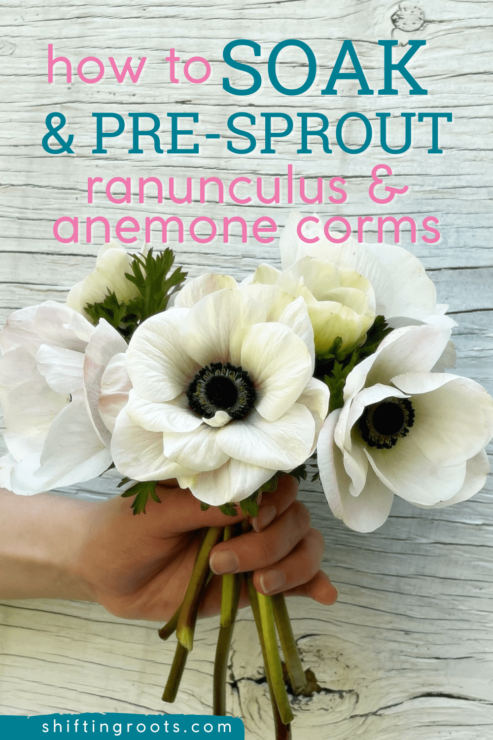 How to Soak and Pre-Sprout Anemones (and Ranunculus!) | Shifting Roots