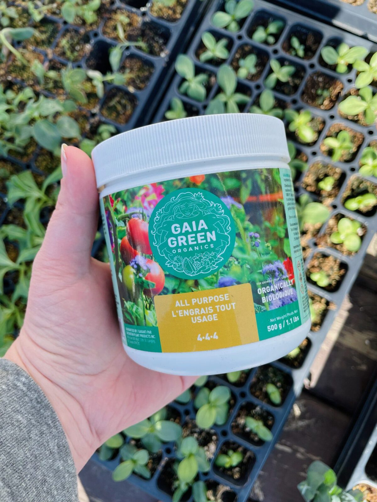 How To Fertilize Your Seedlings For Healthier Plants Shifting Roots How To Fertilize Your Seedlings For Healthier Plants Shifting Roots