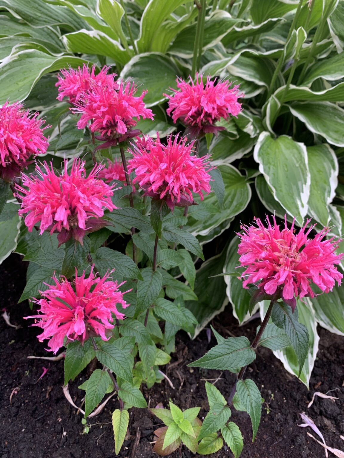 40+ Pollinator-Friendly Flowers and Herbs to Help Save the Bees ...