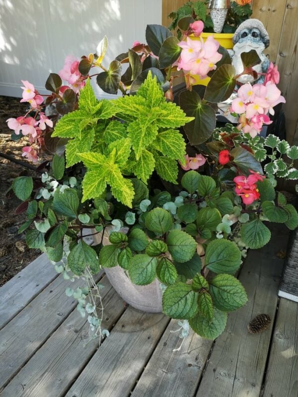 26 Annuals That Grow in the Shade | Shifting Roots