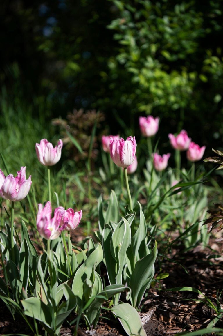 21 Practically No-Fail Perennials to Plant in Zone 3 | Shifting Roots