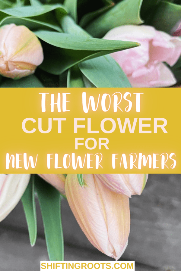 The Worst Flower to Grow (Especially if You're a Flower Farmer ...