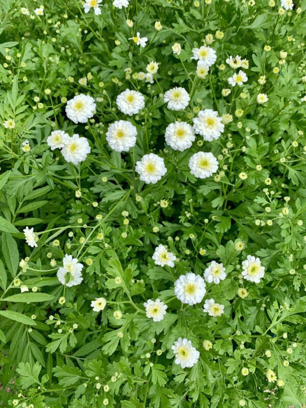 The Best Vegetables, Herbs, & Flowers for Container Gardening ...