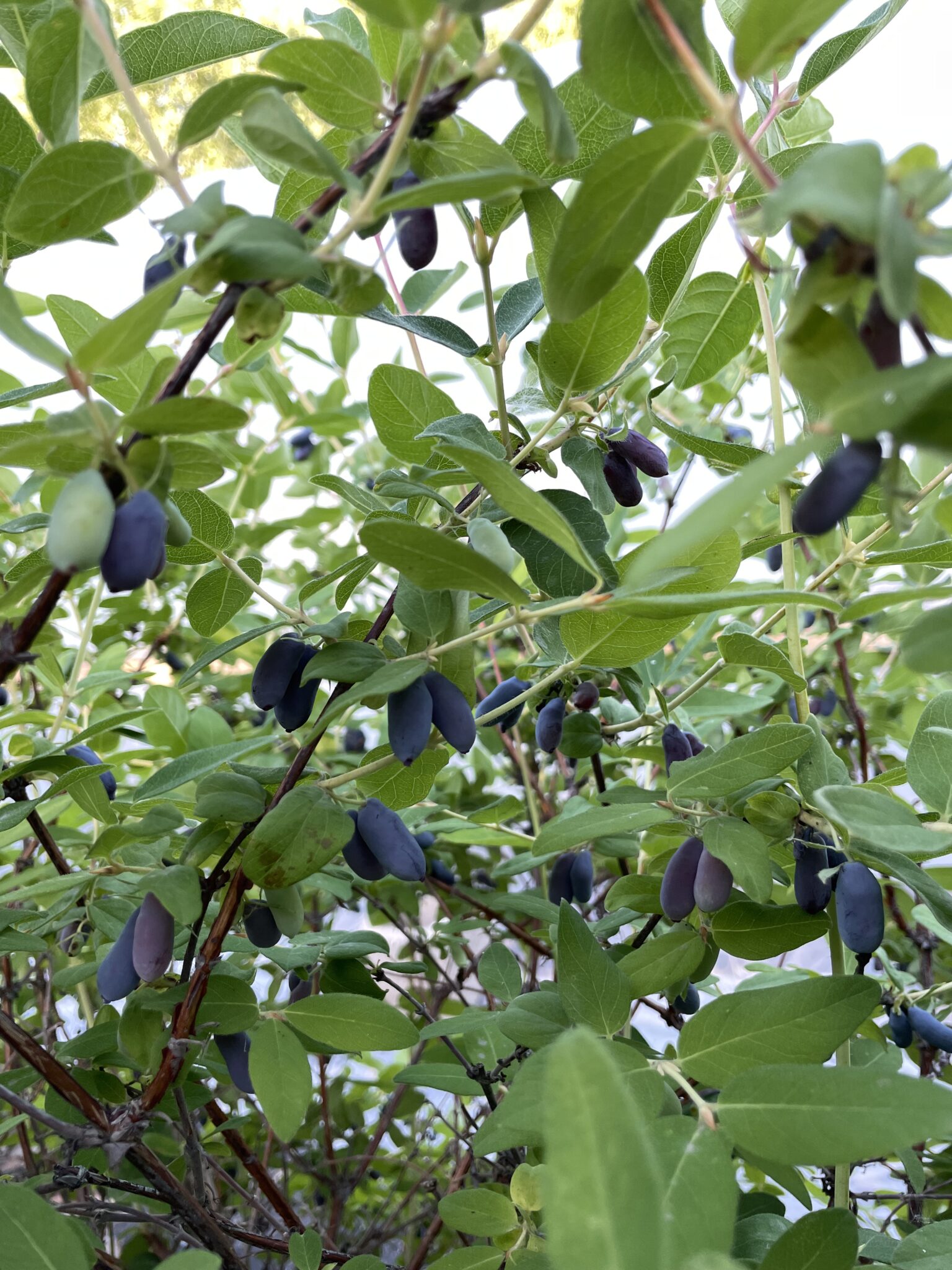 Haskaps: The Perfect Prairie Berry for Early Harvest | Shifting Roots