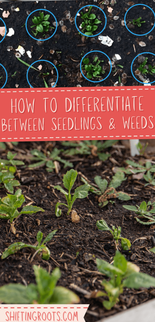 Weeds vs. Plants: Simple Tricks to Differentiate Between Weeds and ...