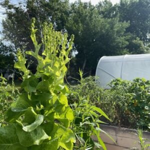 Start Here | Shifting Roots