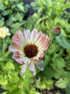 21 Cut Flowers to Grow in Part Shade | Shifting Roots