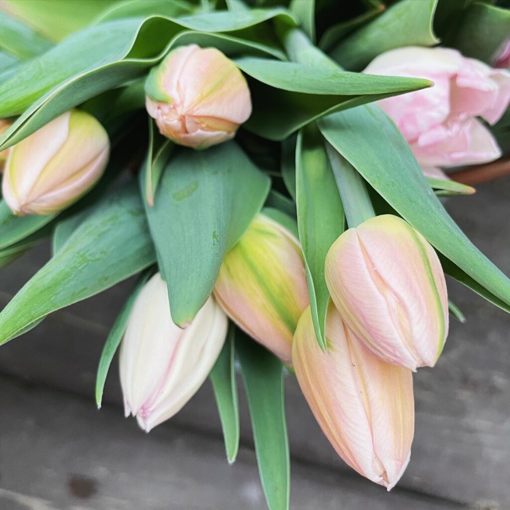 How to Plant Tulips like a Flower Farmer | Shifting Roots