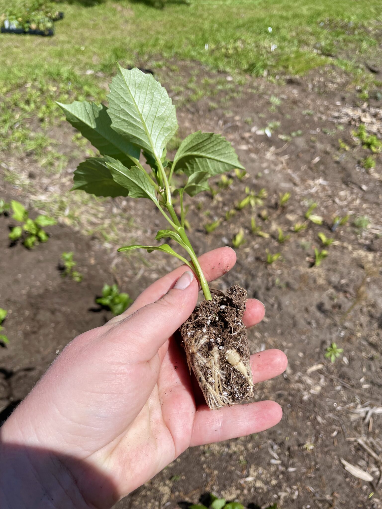 How to Get More Dahlias for Free with Cuttings | Shifting Roots