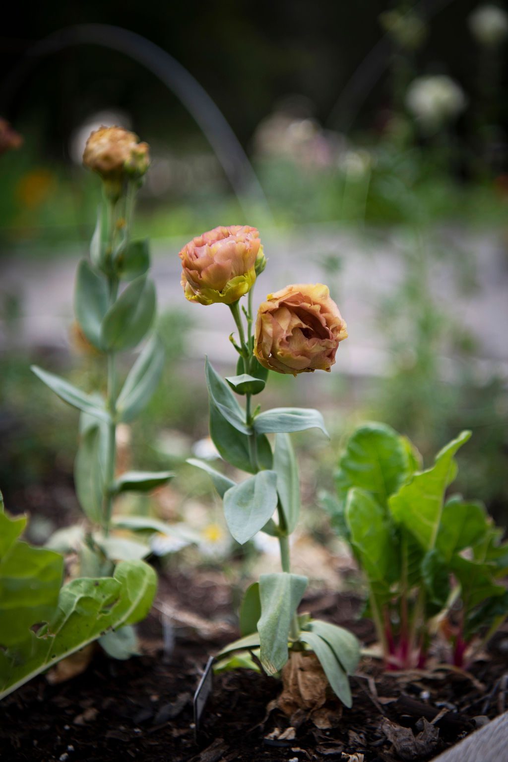 How to Grow Lisianthus from Seed | Shifting Roots