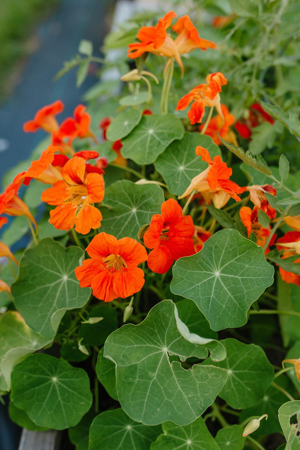 How to Grow Nasturtiums in a Short Growing Season | Shifting Roots