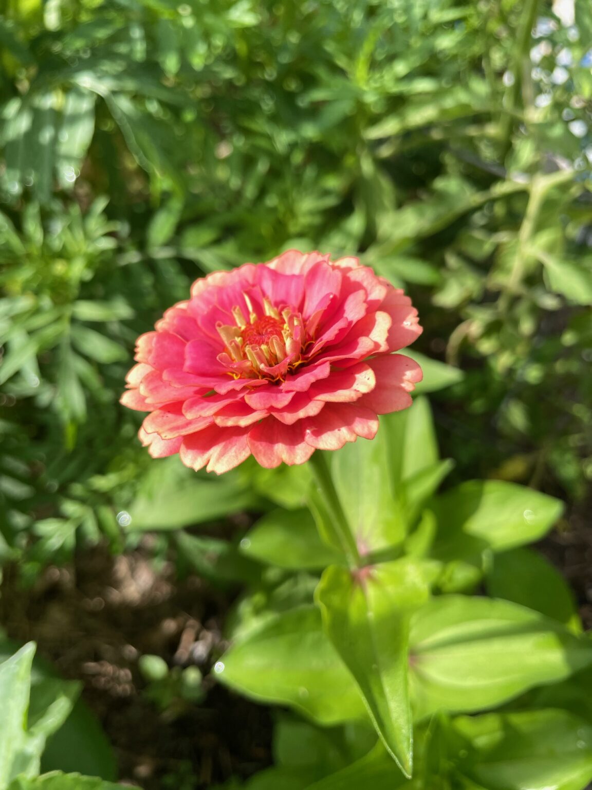 10 Easiest Annual Cut Flowers to Grow From Seed (Plus 2 to Avoid ...