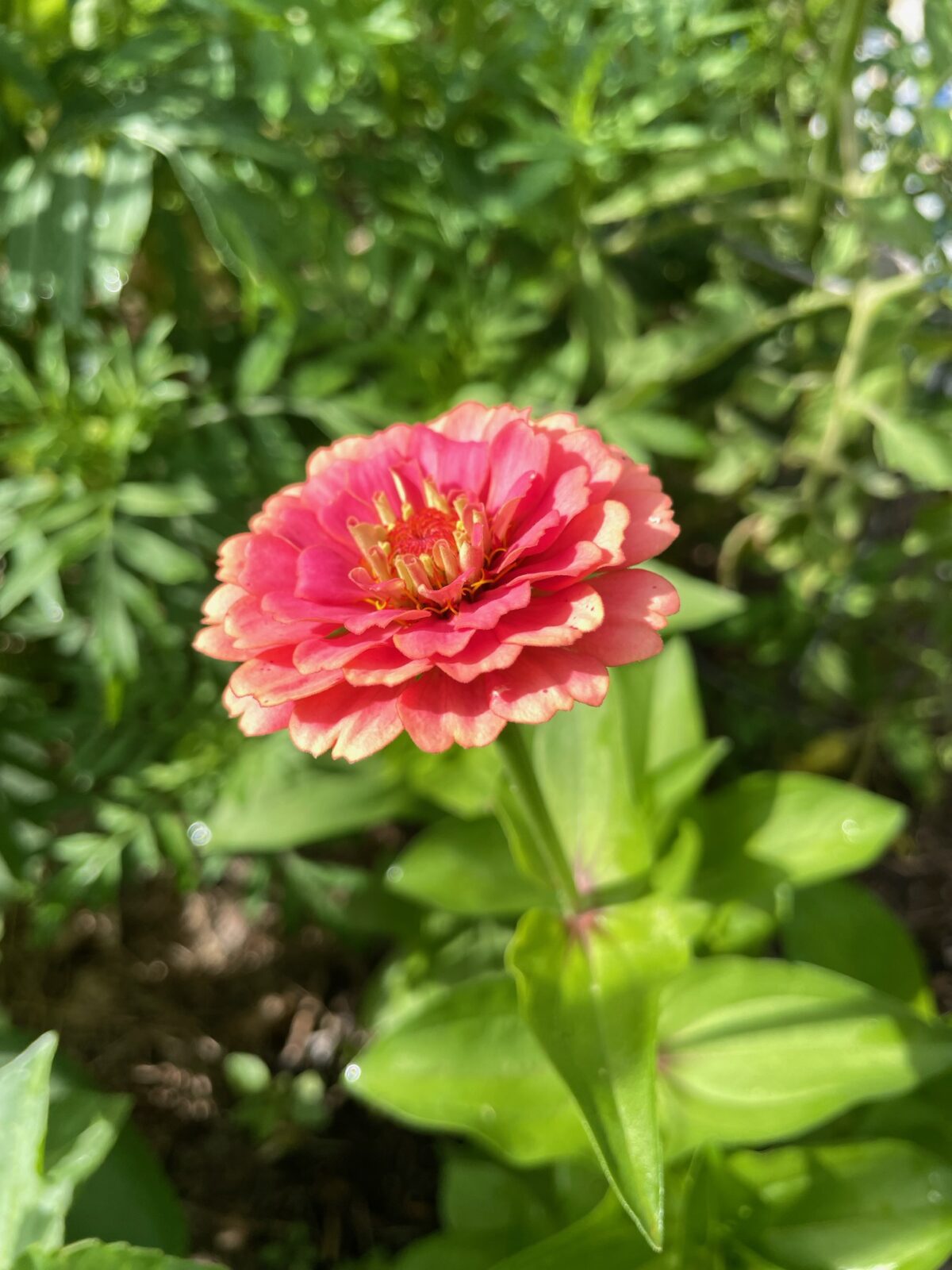 10 Easiest Annual Cut Flowers to Grow From Seed (Plus 2 to Avoid ...