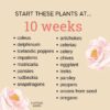Indoor Seed Starting Schedule for Easy Vegetables & Flowers | Shifting ...