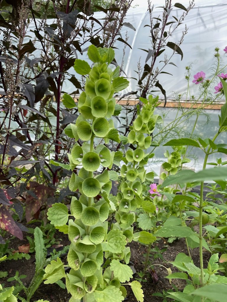 4 Foolproof Ways to Germinate Bells of Ireland | Shifting Roots