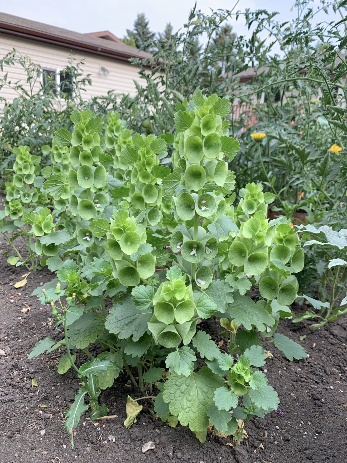 4 Foolproof Ways to Germinate Bells of Ireland | Shifting Roots