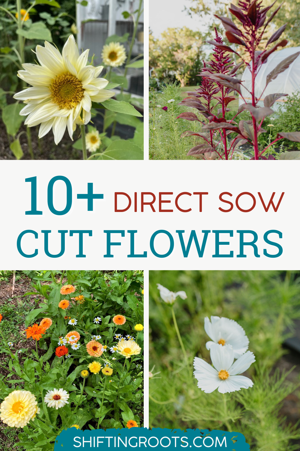 10+ Cut Flowers That Don't Require Seed Starting | Shifting Roots