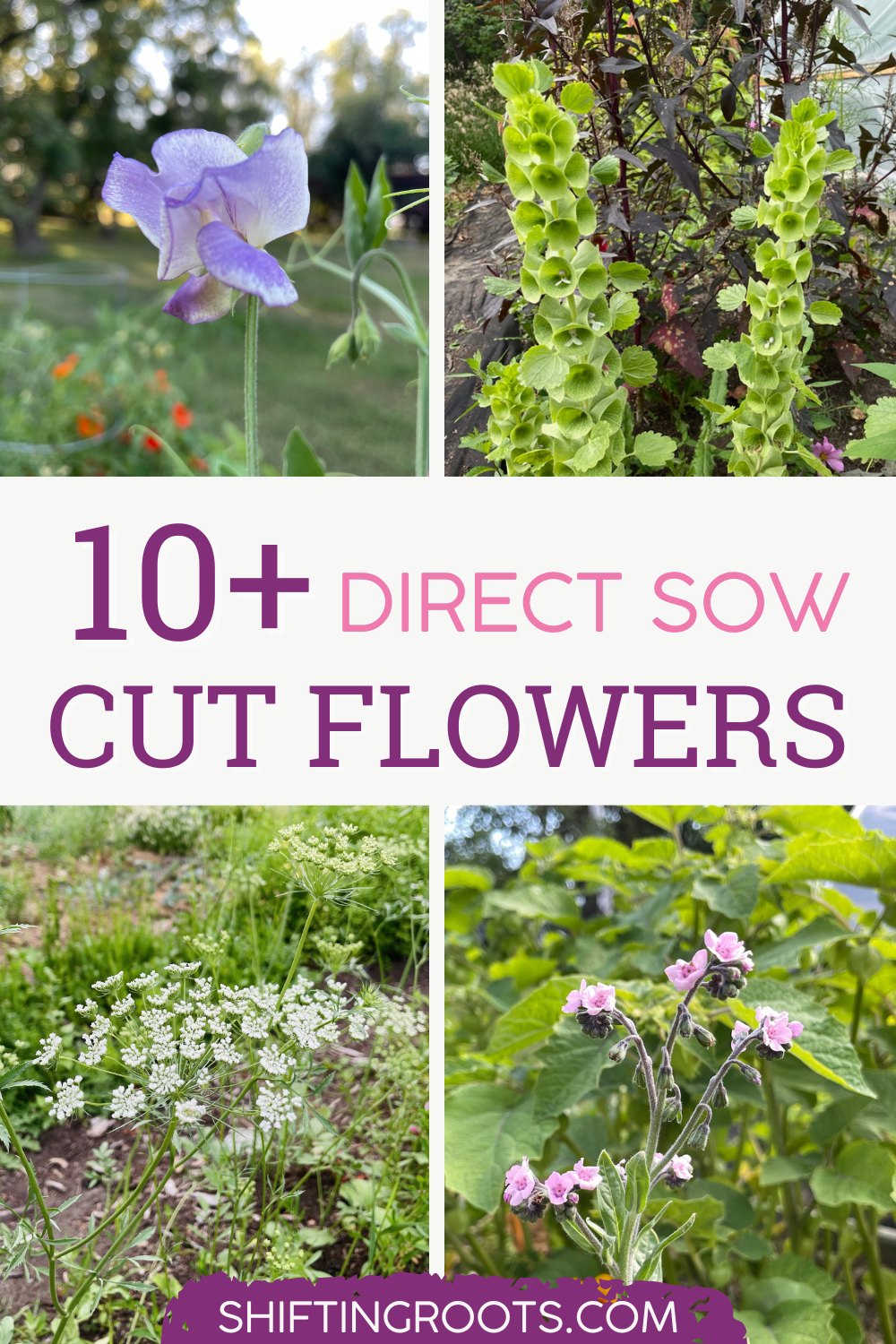10+ Cut Flowers That Don't Require Seed Starting | Shifting Roots