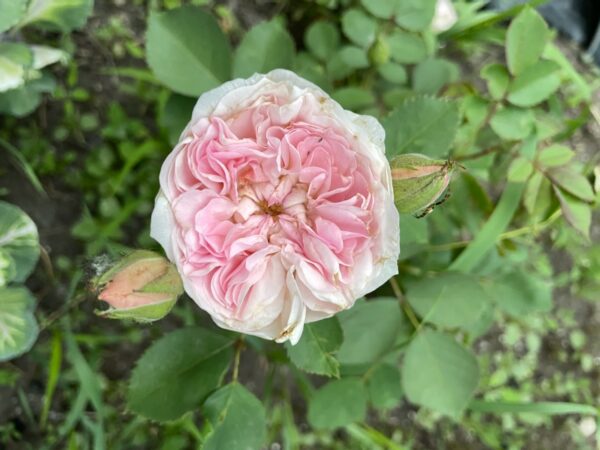 Growing Roses in a Cold Climate (and the Varieties that Won't Die ...