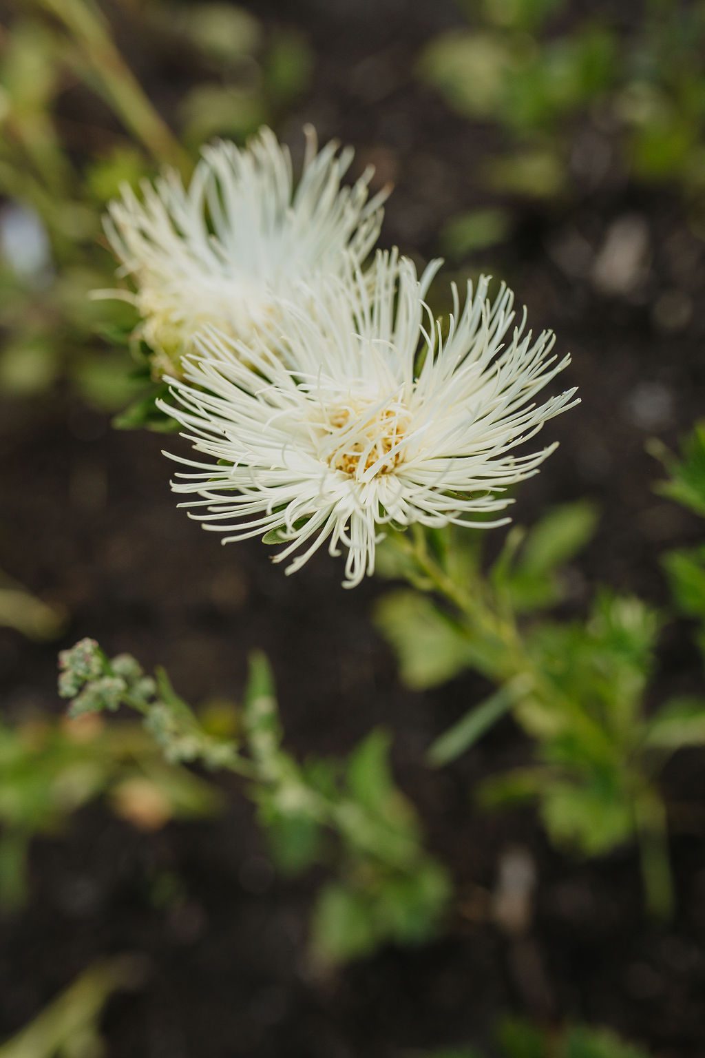 10+ Best Cut Flowers for Farmer Florists | Shifting Roots