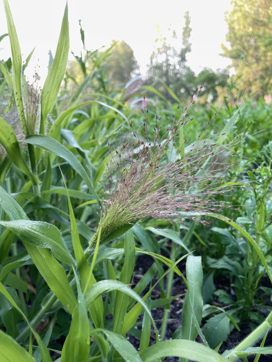 10+ Best Greens & Fillers for Cold Climate Flower Farmers | Shifting Roots