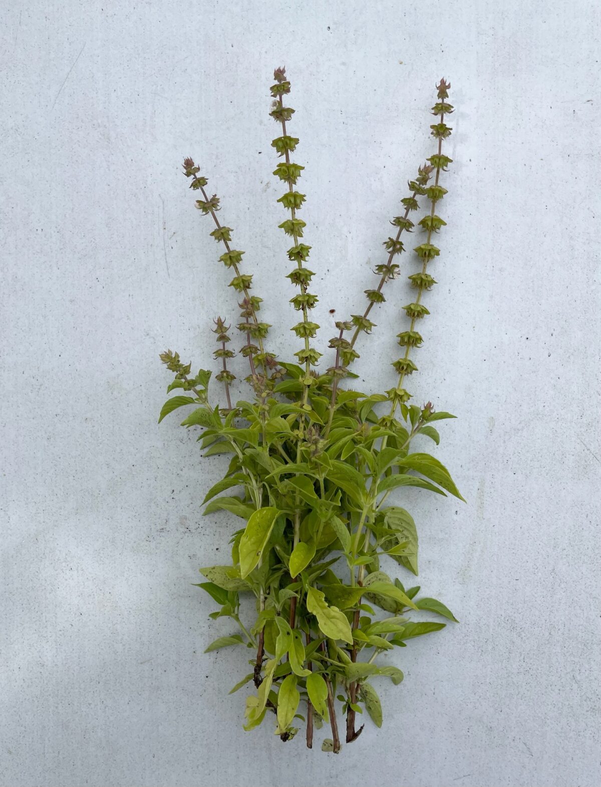 10+ Best Greens & Fillers for Cold Climate Flower Farmers | Shifting Roots