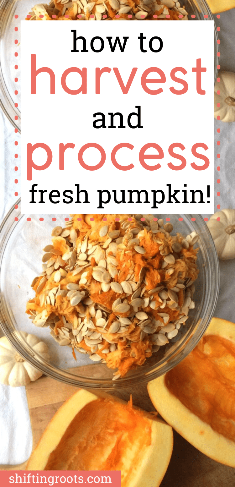 How to Harvest & Process Fresh Pumpkin | Shifting Roots