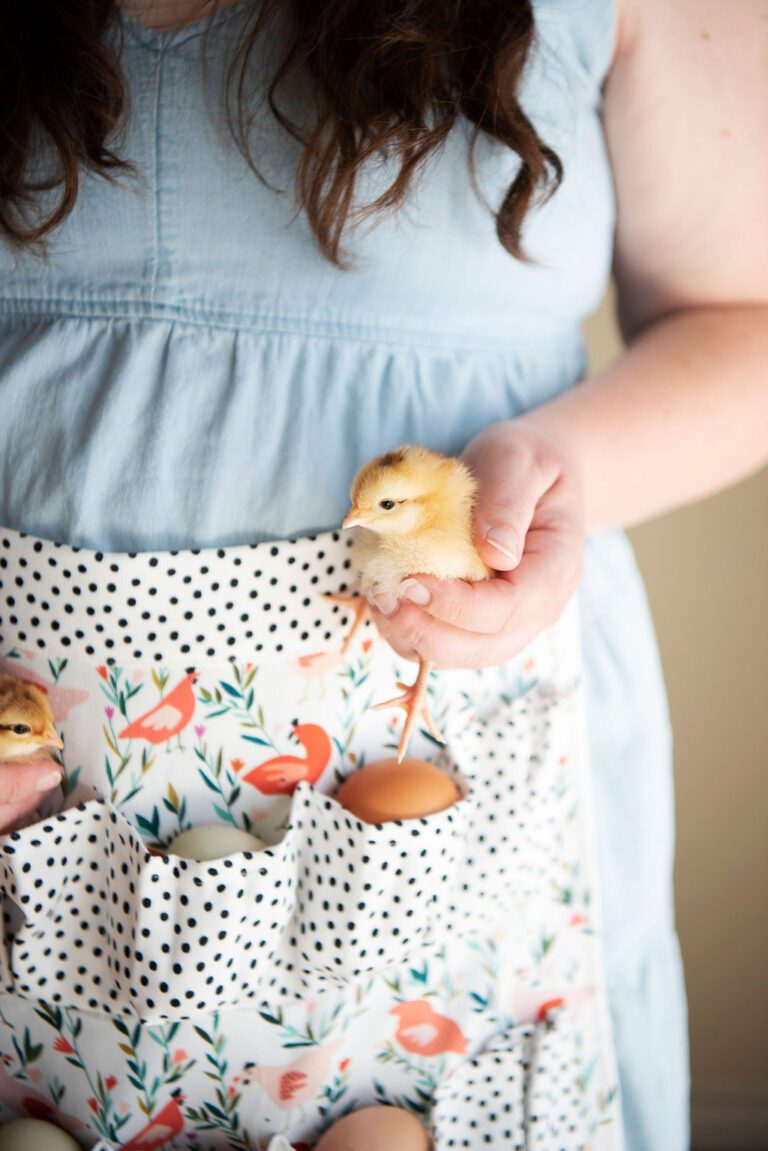 First Time Hatching Chickens at Home? Here's What You Need to Know ...