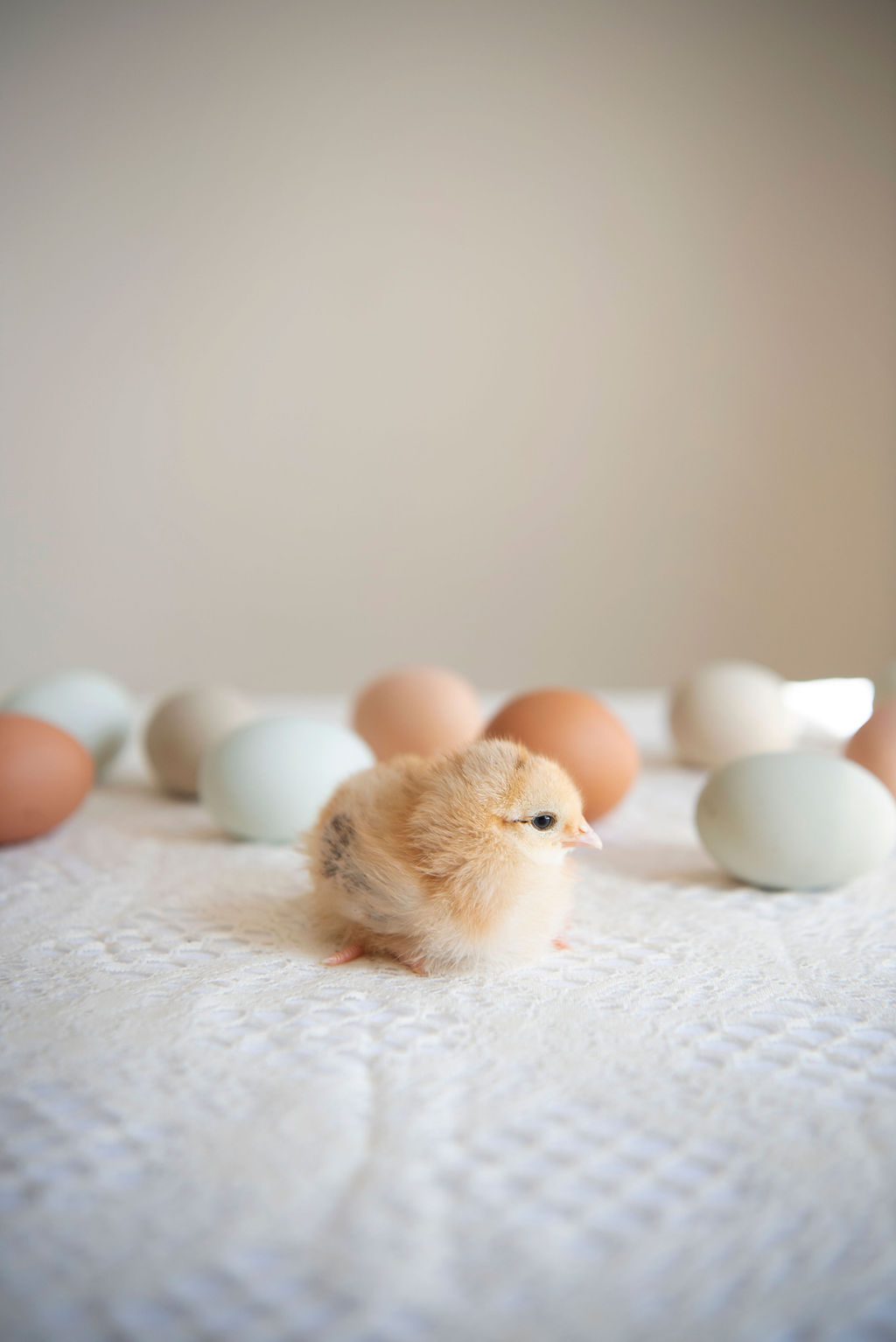 First Time Hatching Chickens at Home? Here's What You Need to Know ...