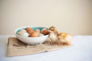 First Time Hatching Chickens at Home? Here's What You Need to Know ...