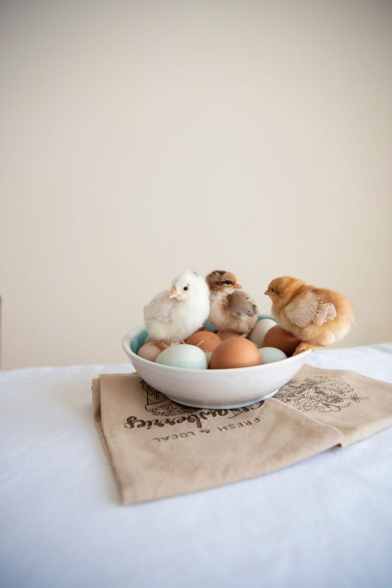 Best Setup for Newborn Chicks | Shifting Roots